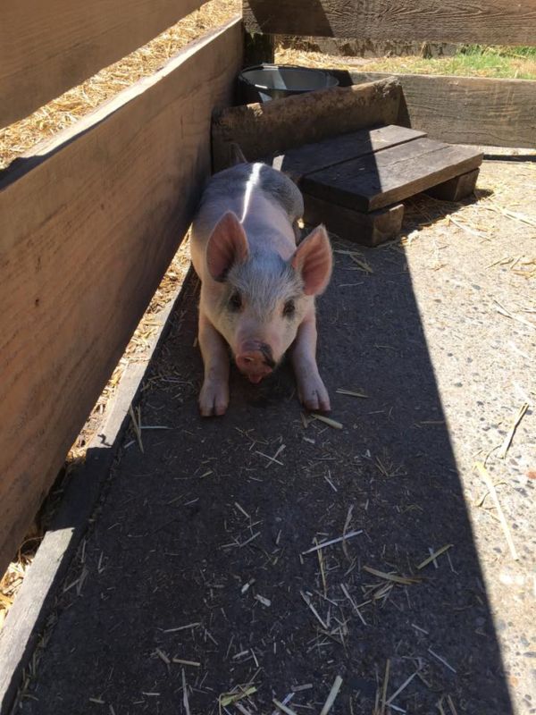 Pioneer Farm Tour - Pioneer Farm Museum