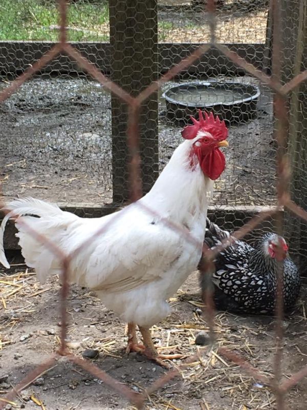 Pioneer Farm Tour - Pioneer Farm Museum